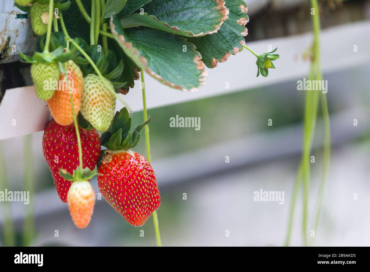 hydroponic strawberries growing indoors in a small green house in the ...