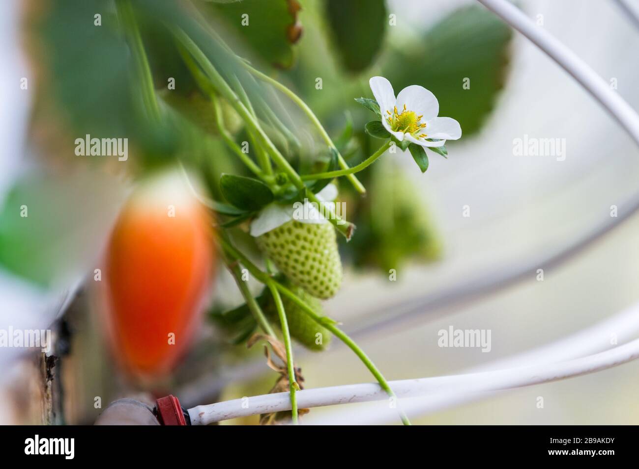 hydroponic strawberries growing indoors in a small green house in the ...