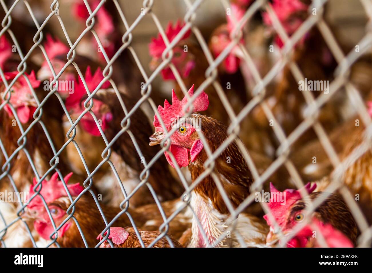 Sad hen hi-res stock photography and images - Alamy