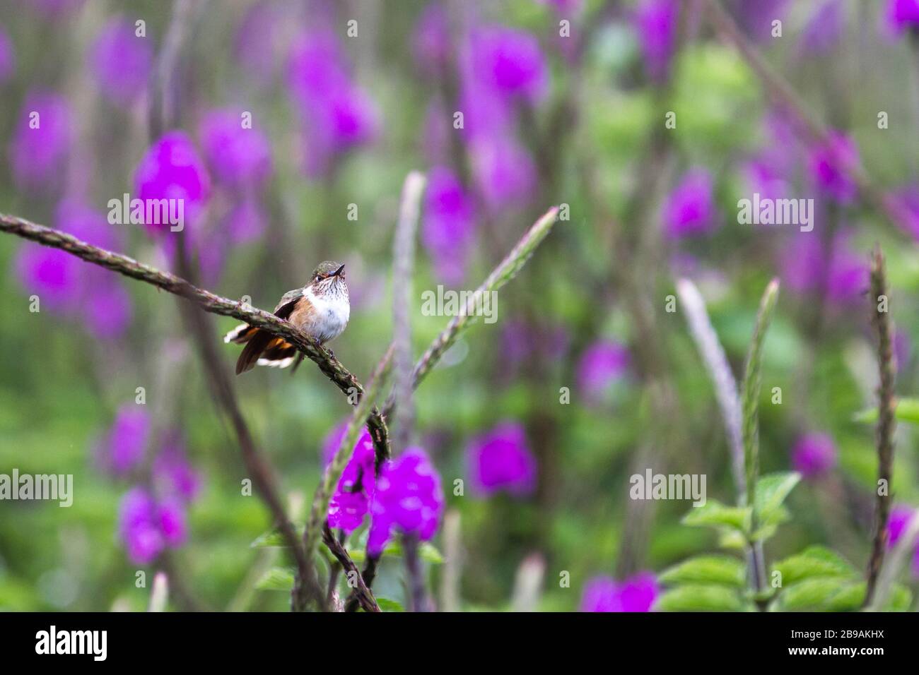 beautiful magenta throated woodstar hummingbird feeding on blue vervain ...