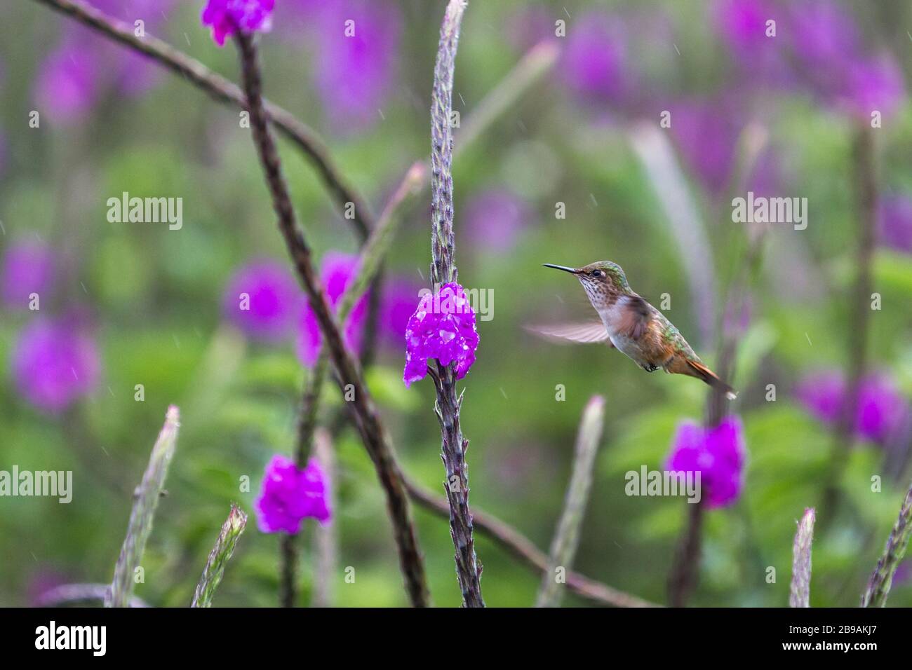 beautiful magenta throated woodstar hummingbird feeding on blue vervain ...