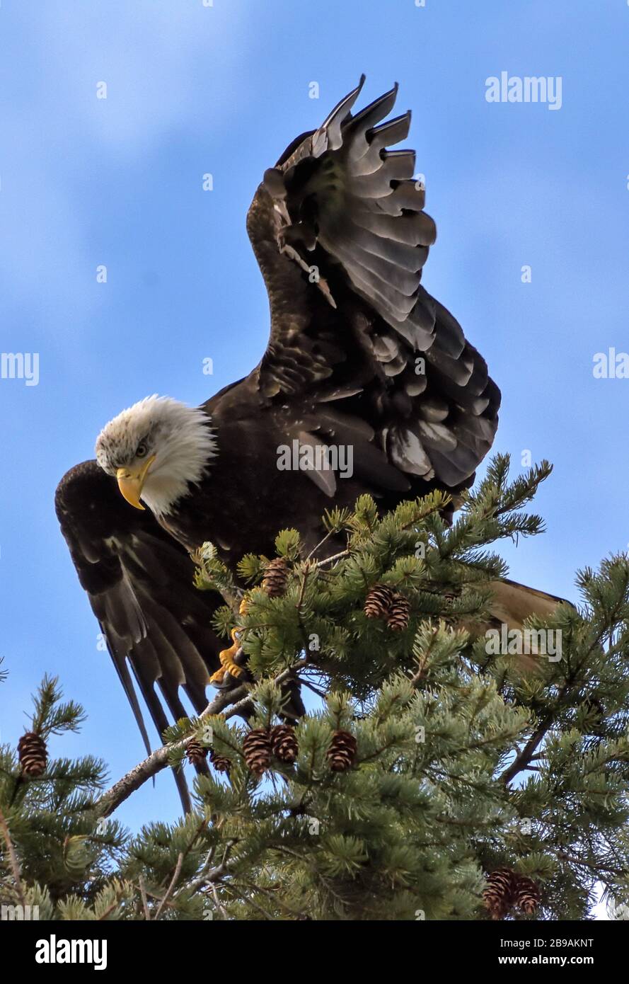 Bald eagle vancouver island hi-res stock photography and images - Alamy