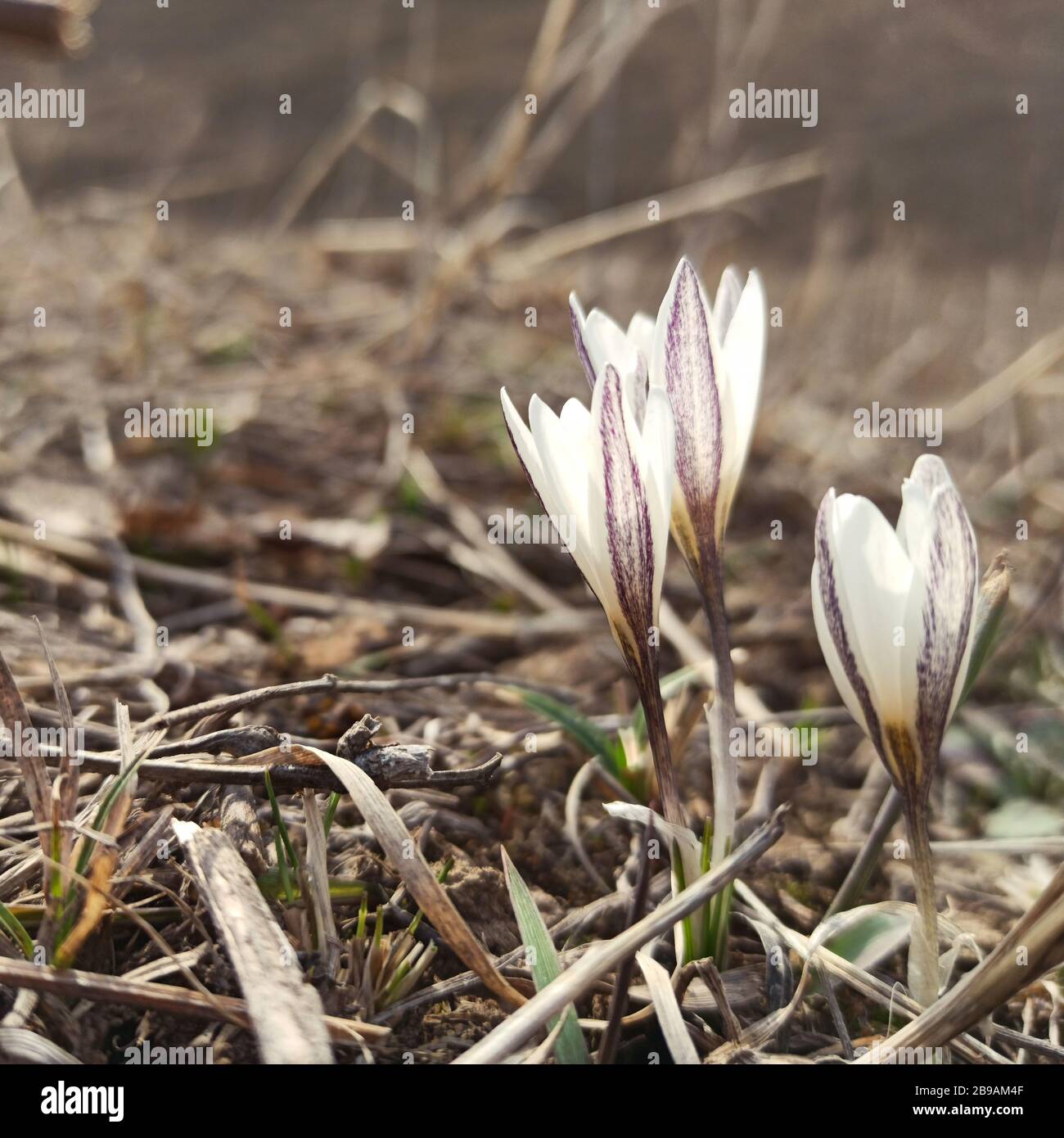 Wild mountain crocus. Spring primrose. Early flower. Beautiful natural ...