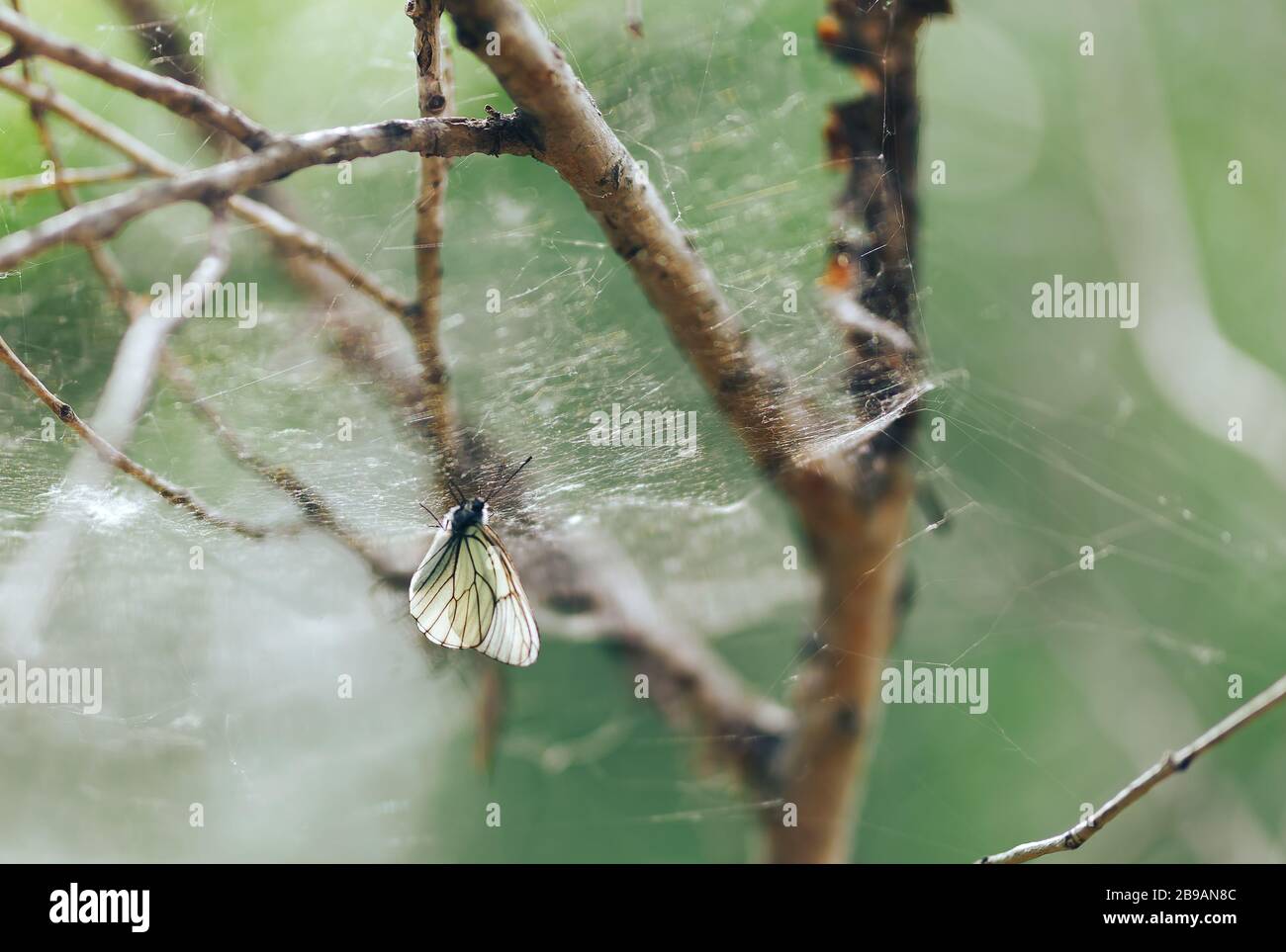 the spider catches a white butterfly cabbage in a spider web and bites ...