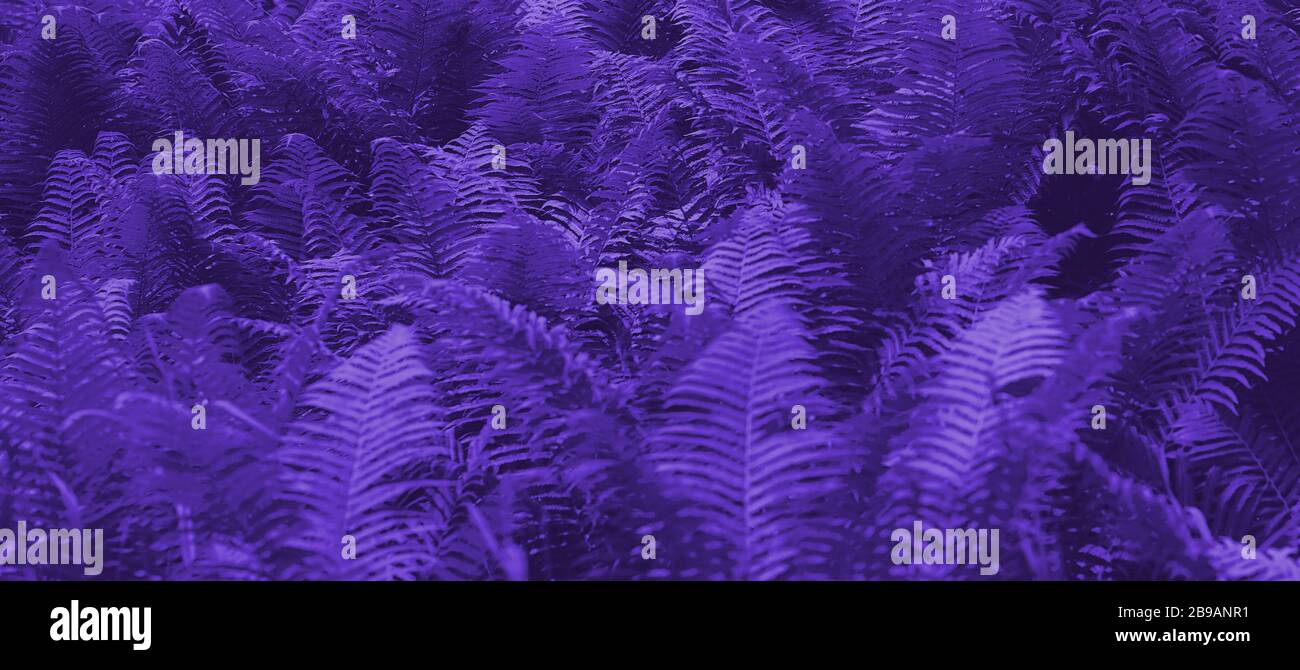 Beautiful fern leaves purple floral fern background. Ultra Violet ...