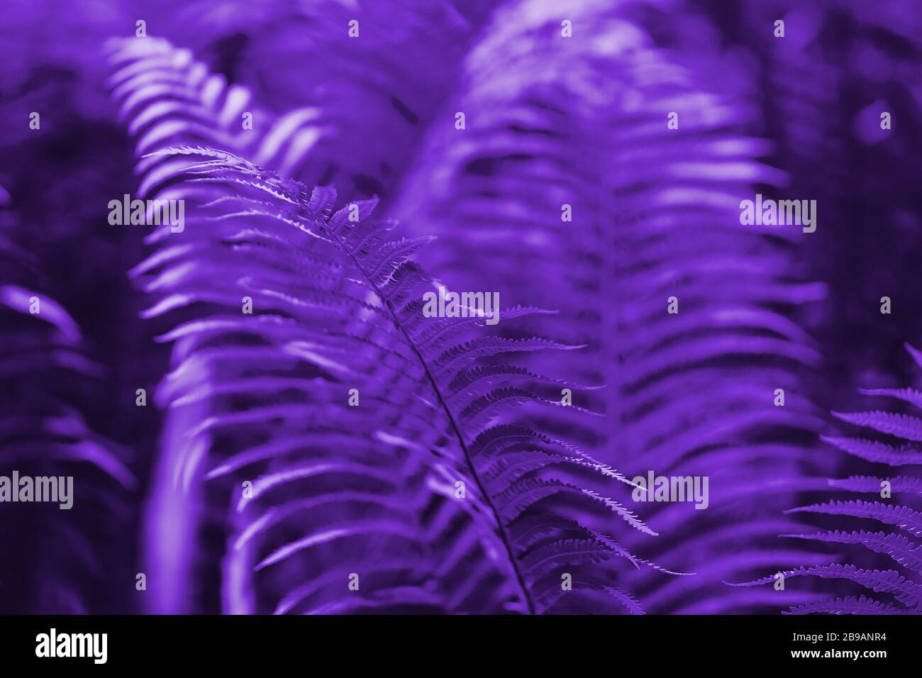 Beautiful fern leaves purple floral fern background. Ultra Violet ...