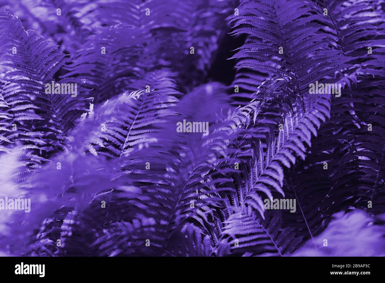 Beautiful fern leaves purple floral fern background. Ultra Violet ...