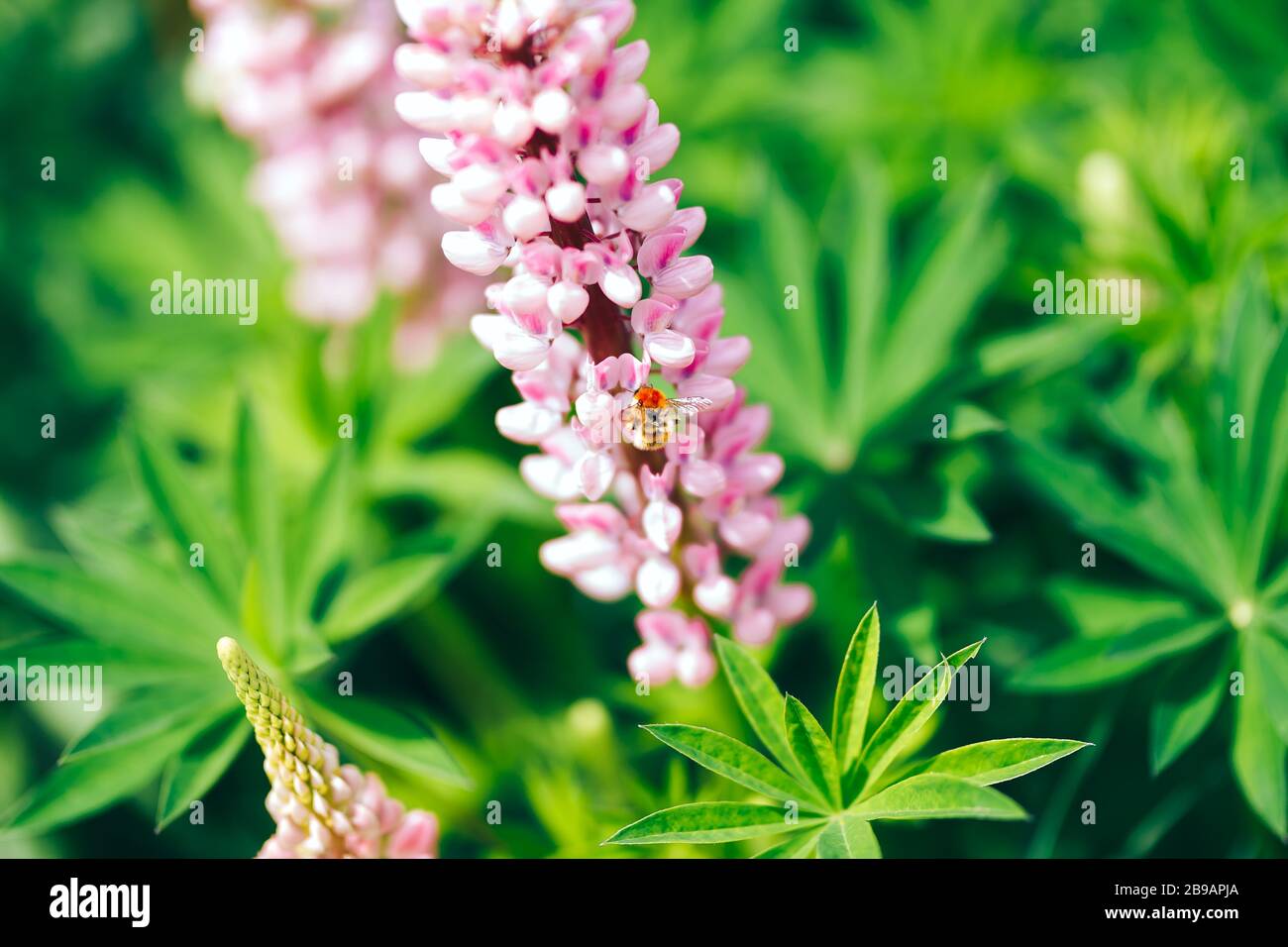 Bumblebee collecting pollen from the flowers of purple lupine Stock ...