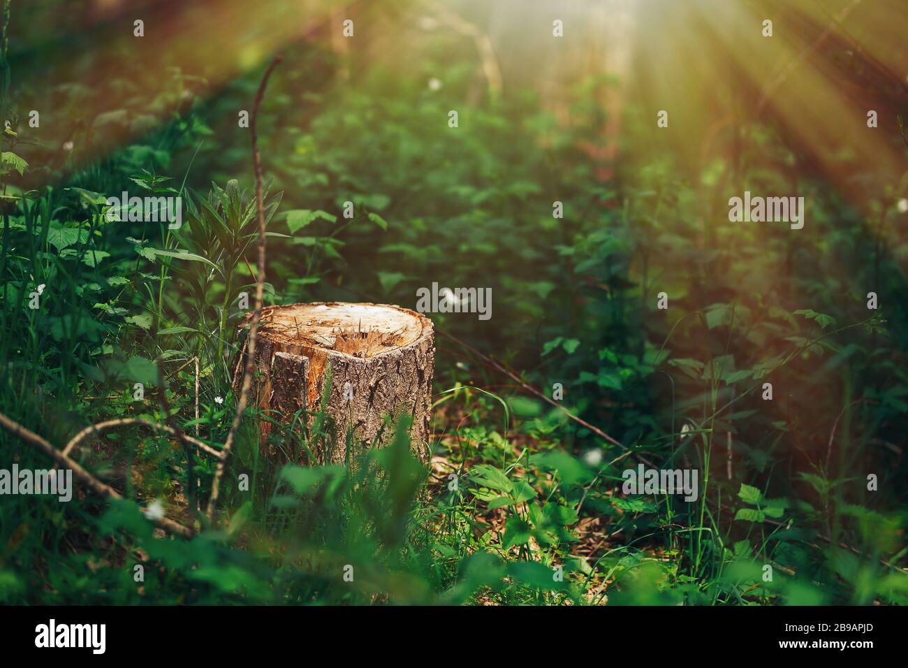Photo of a picturesque stump in the sunlight in the green forest ...