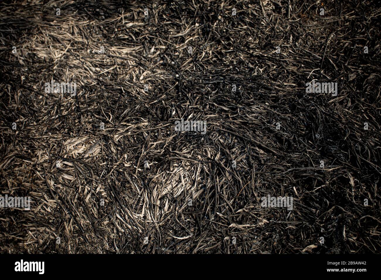 ashes of dry grass after burning on ground Stock Photo - Alamy