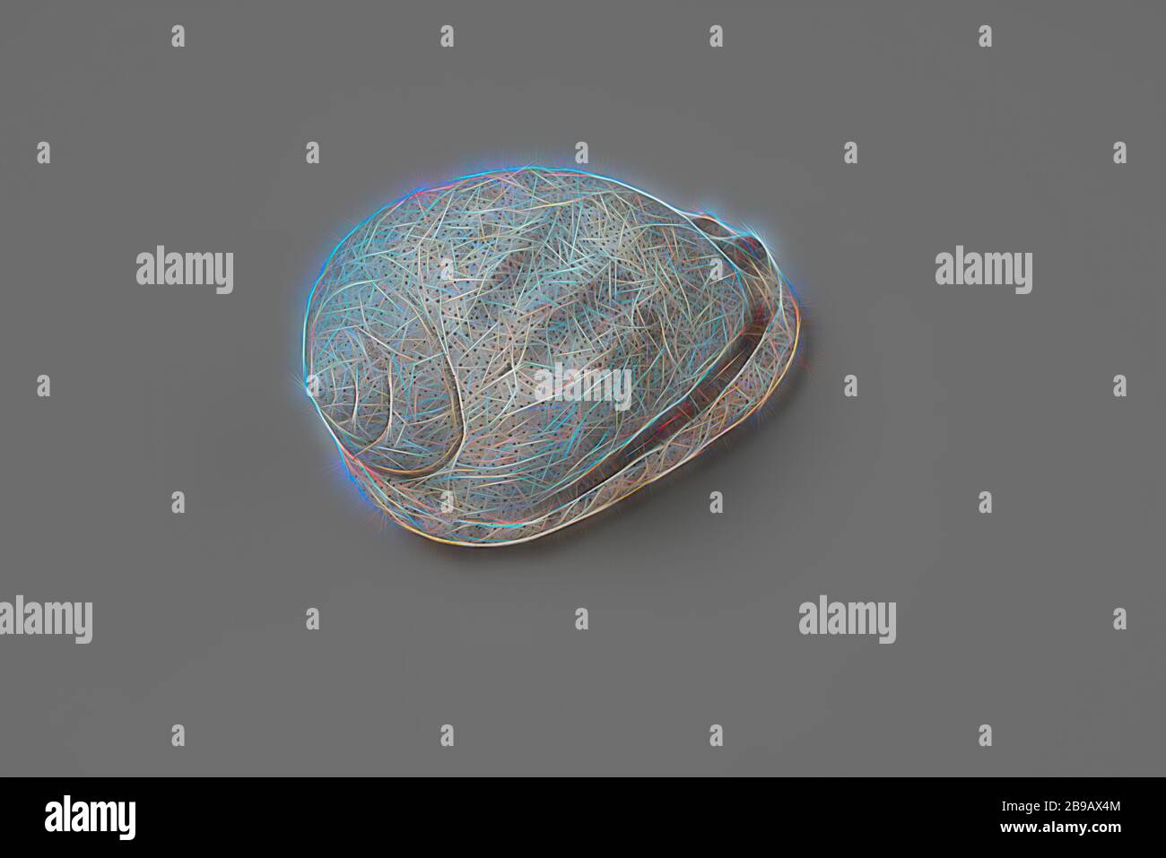 Cypraecassis testiculus hi-res stock photography and images - Alamy