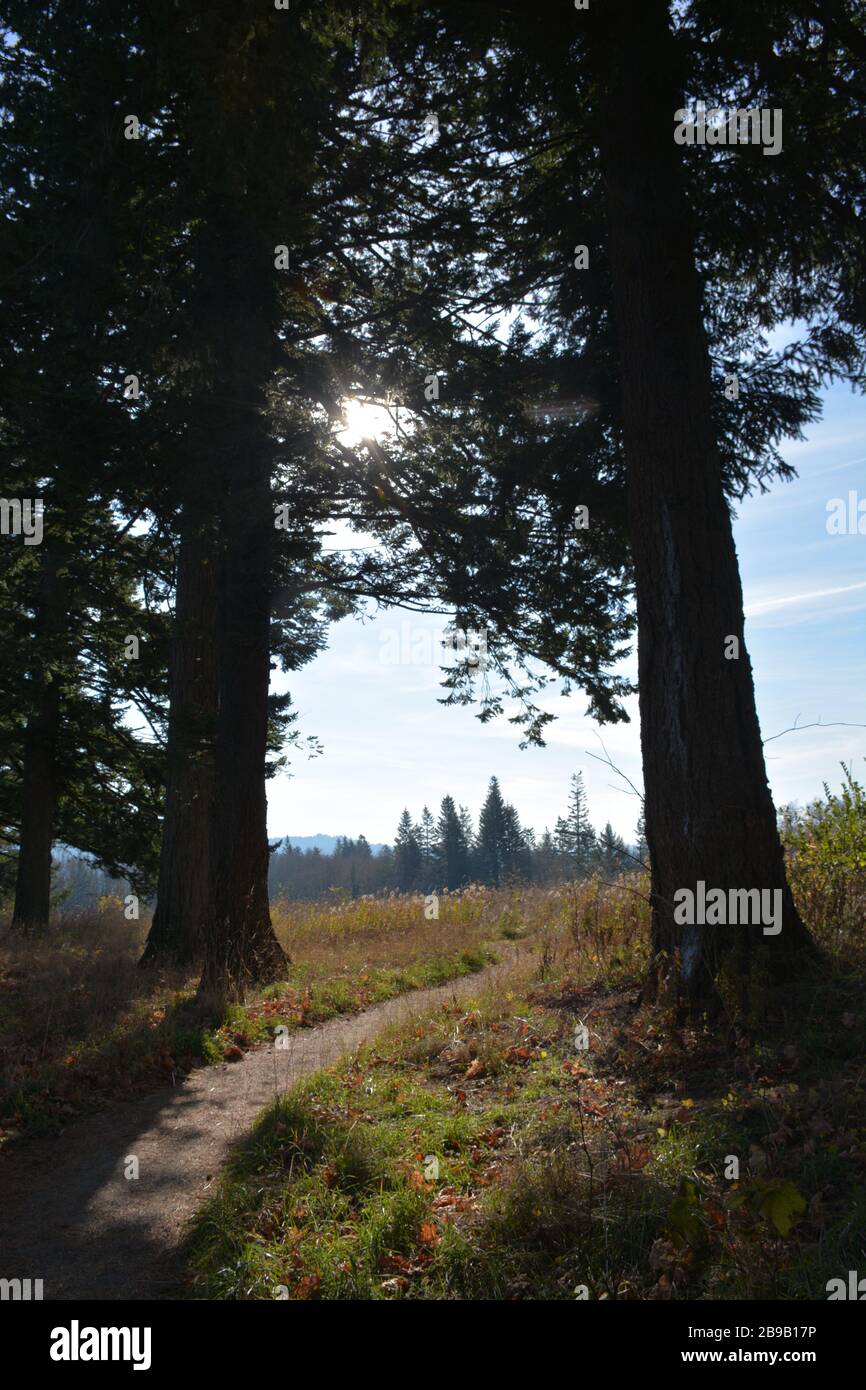 Hiking path on the middle section of the Cape Horn loop trail on the ...