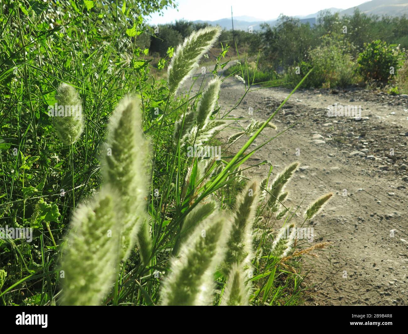 Wild green grass growing on roadside in Andalusian countryside Stock ...