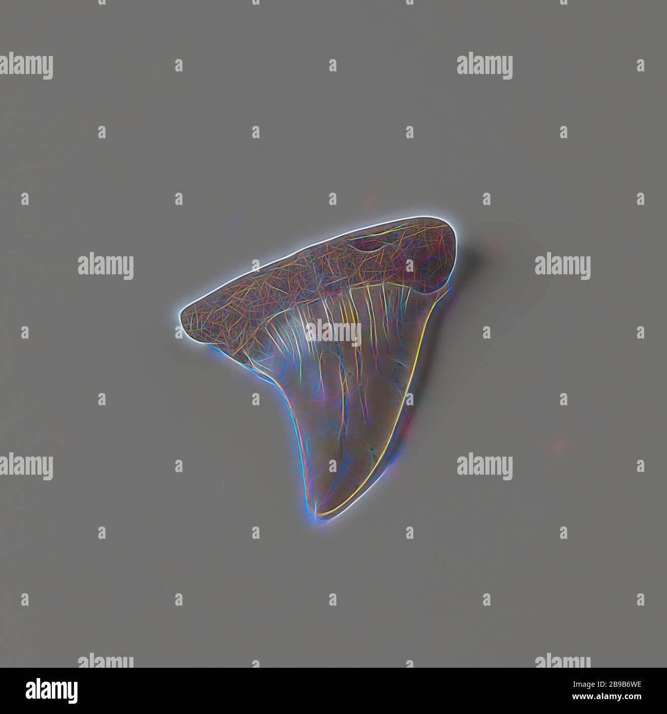 Pliocene species hi-res stock photography and images - Alamy