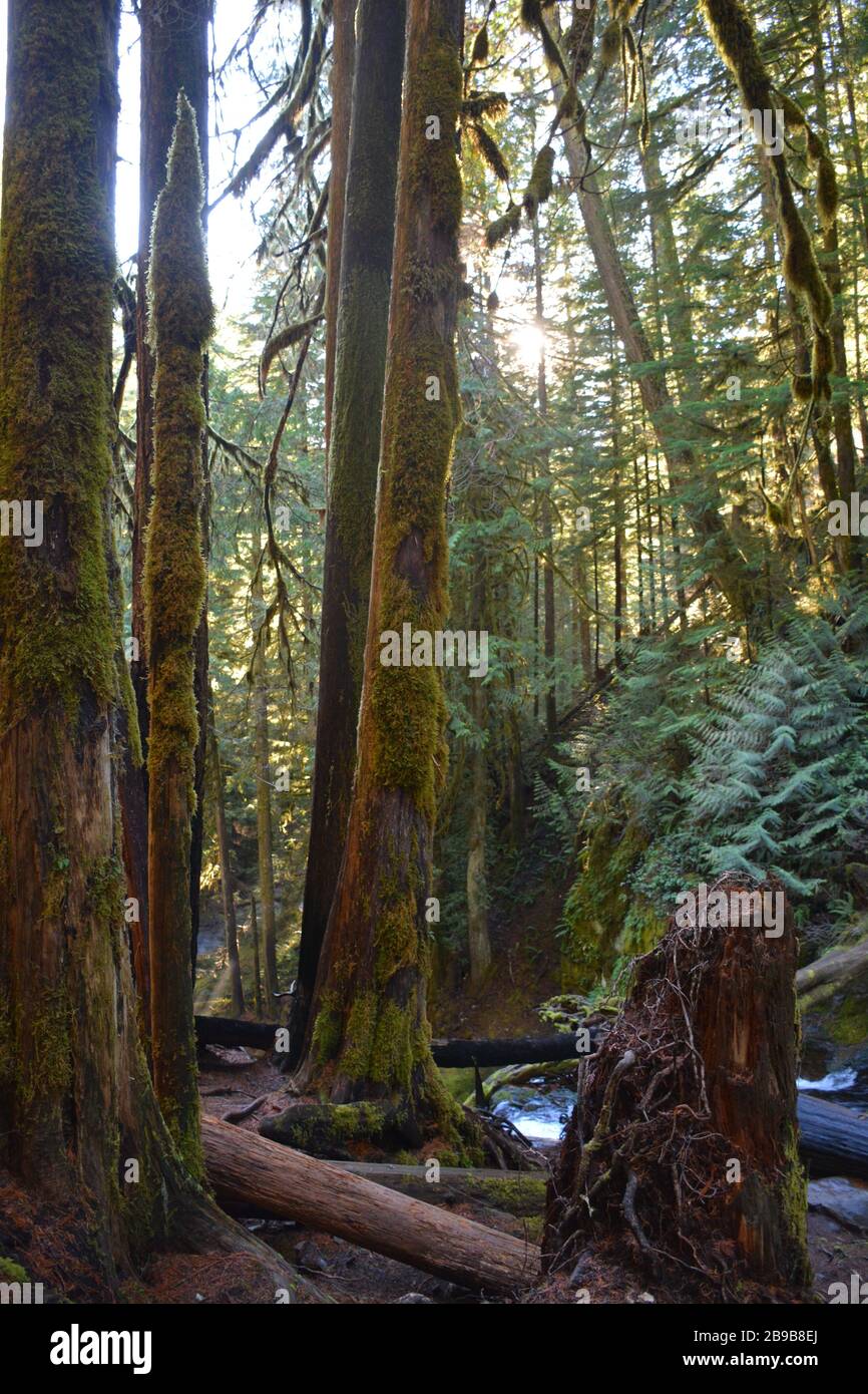 Panther Creek Falls, located near Carson off the Wind River Road near ...
