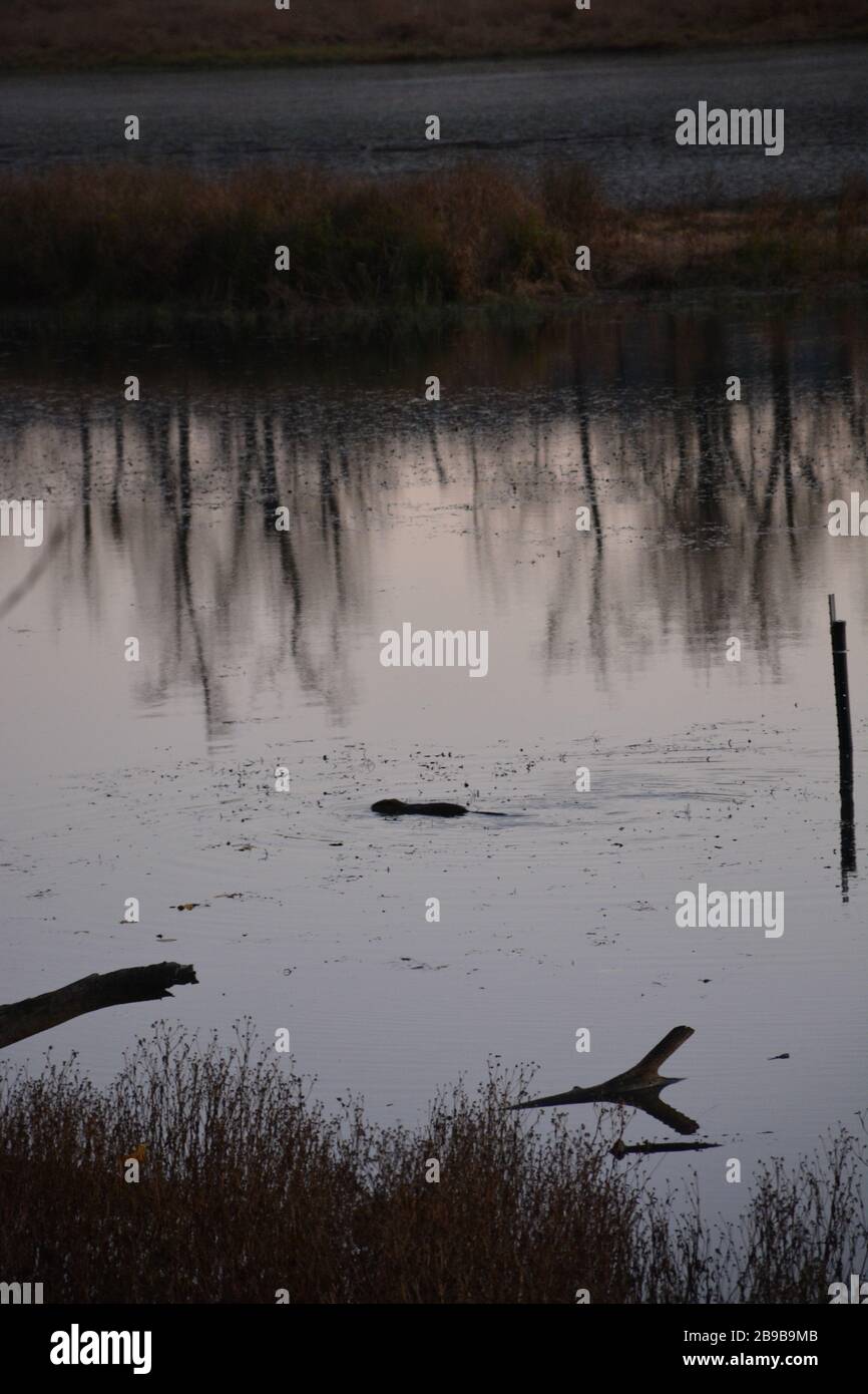 A beaver swimming at sundown at Steigerwald Lake National Wildlife ...
