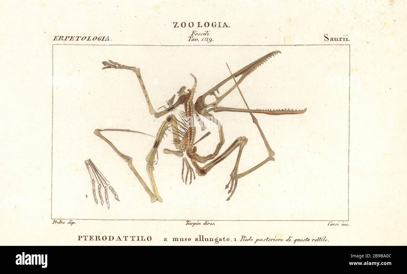 Pterodactyl skeleton hi-res stock photography and images - Alamy