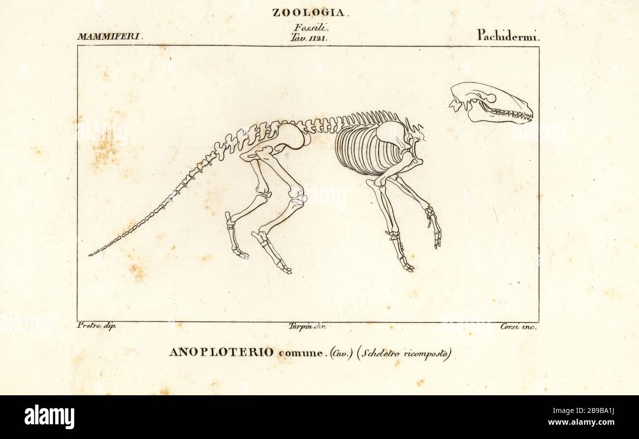 Fossil skeleton of an extinct Anoplotherium commune. Copperplate ...