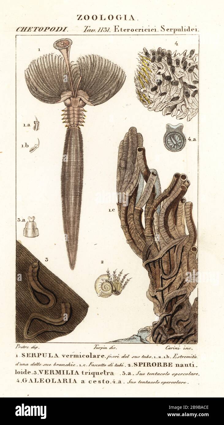 Serpula triquetra hi-res stock photography and images - Alamy