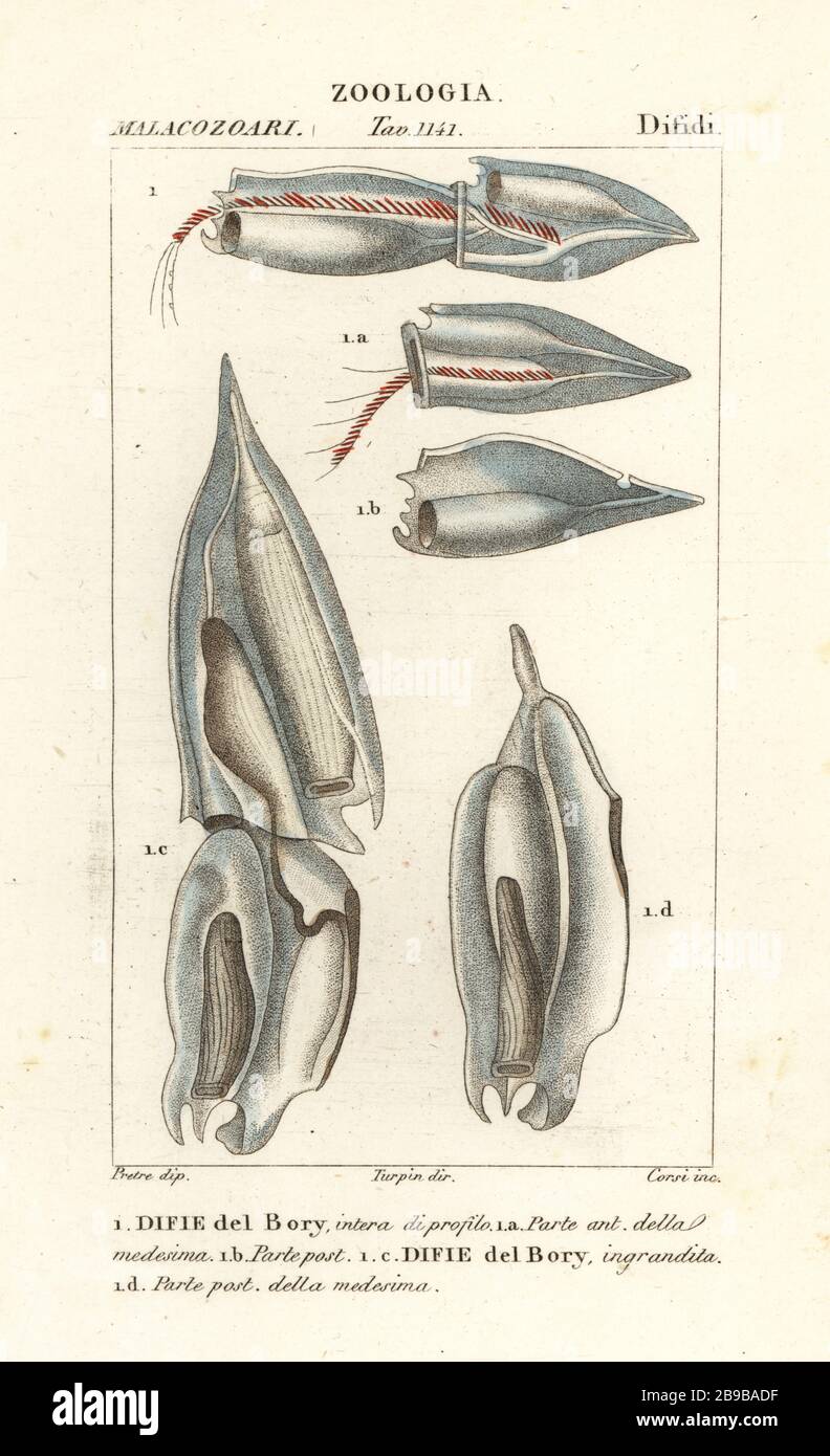 Siphonophores hi-res stock photography and images - Alamy