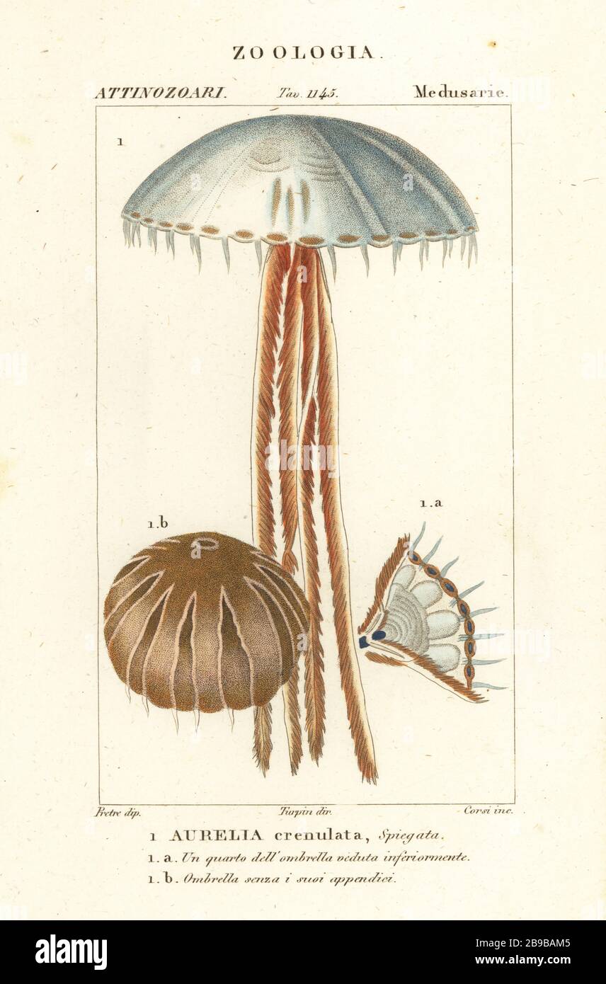 Jellyfish Scientific Illustration