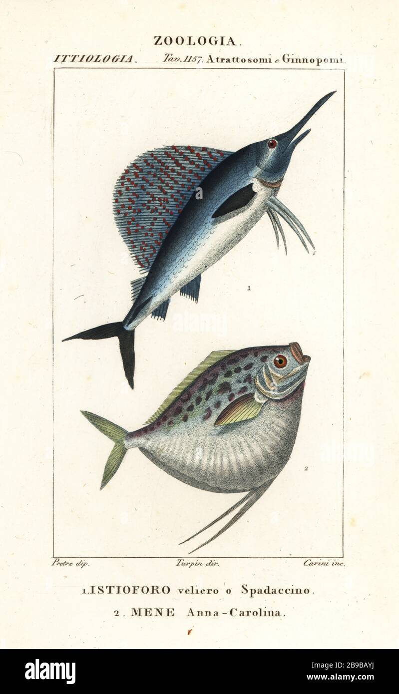 Istiophorus platypterus sailfish hi-res stock photography and images ...
