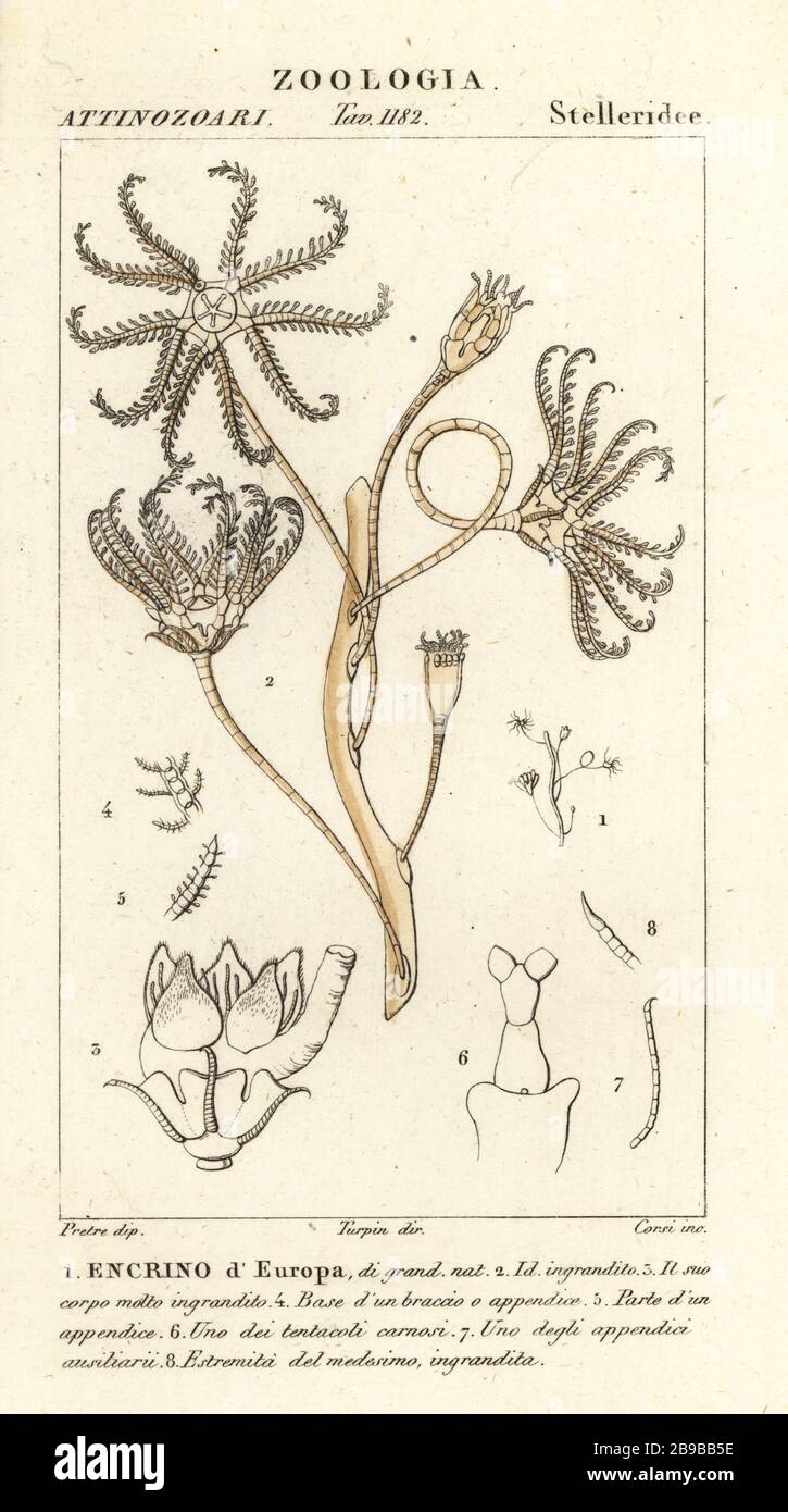 Crinoid Fossil Drawing