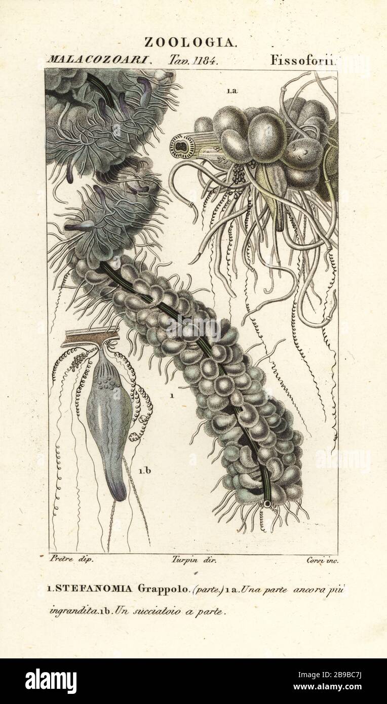 String jellyfish, Apolemia uvaria (Stephanomia uvaria, Stefanomia ...