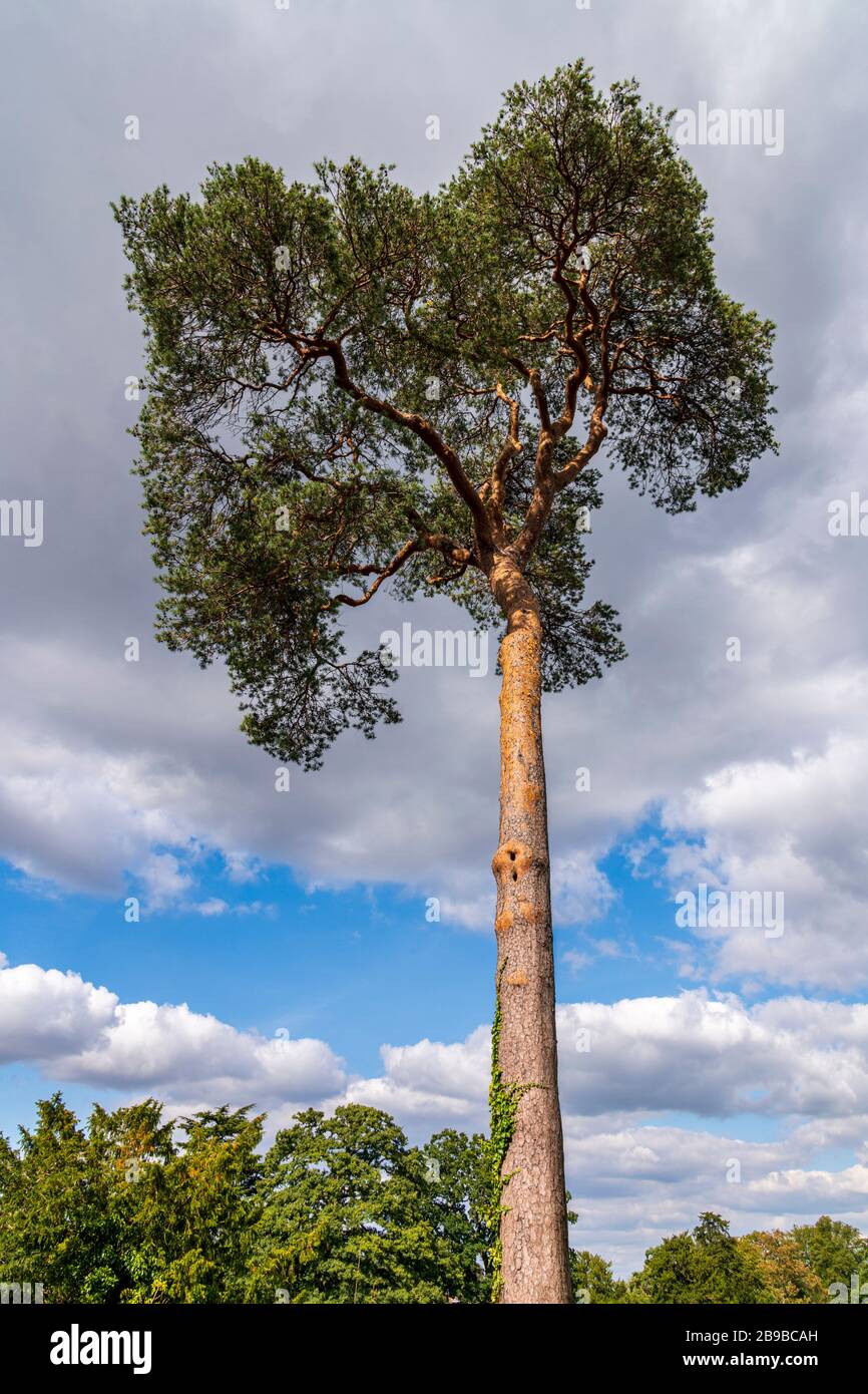 Tall tree with green leaves with blue sky in the background, Warwick ...