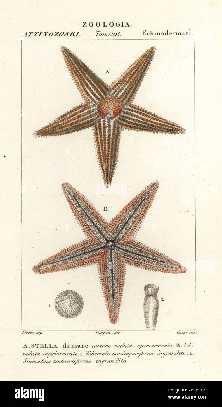 Starfish or sea star, Asterias rubens. Stella di mare. Handcoloured ...