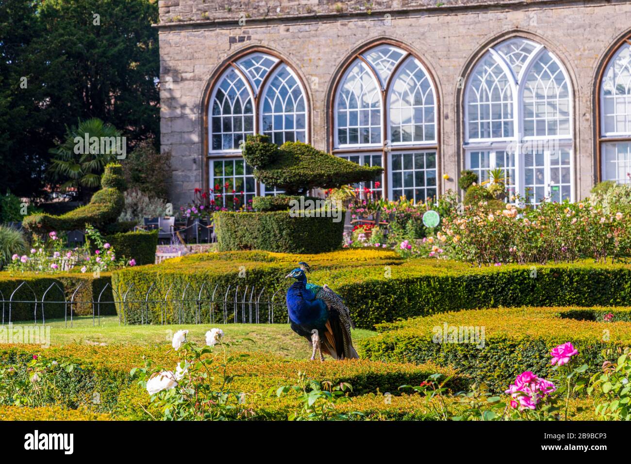Peacock strolling at Warwick Castle, United Kingdom Stock Photo - Alamy