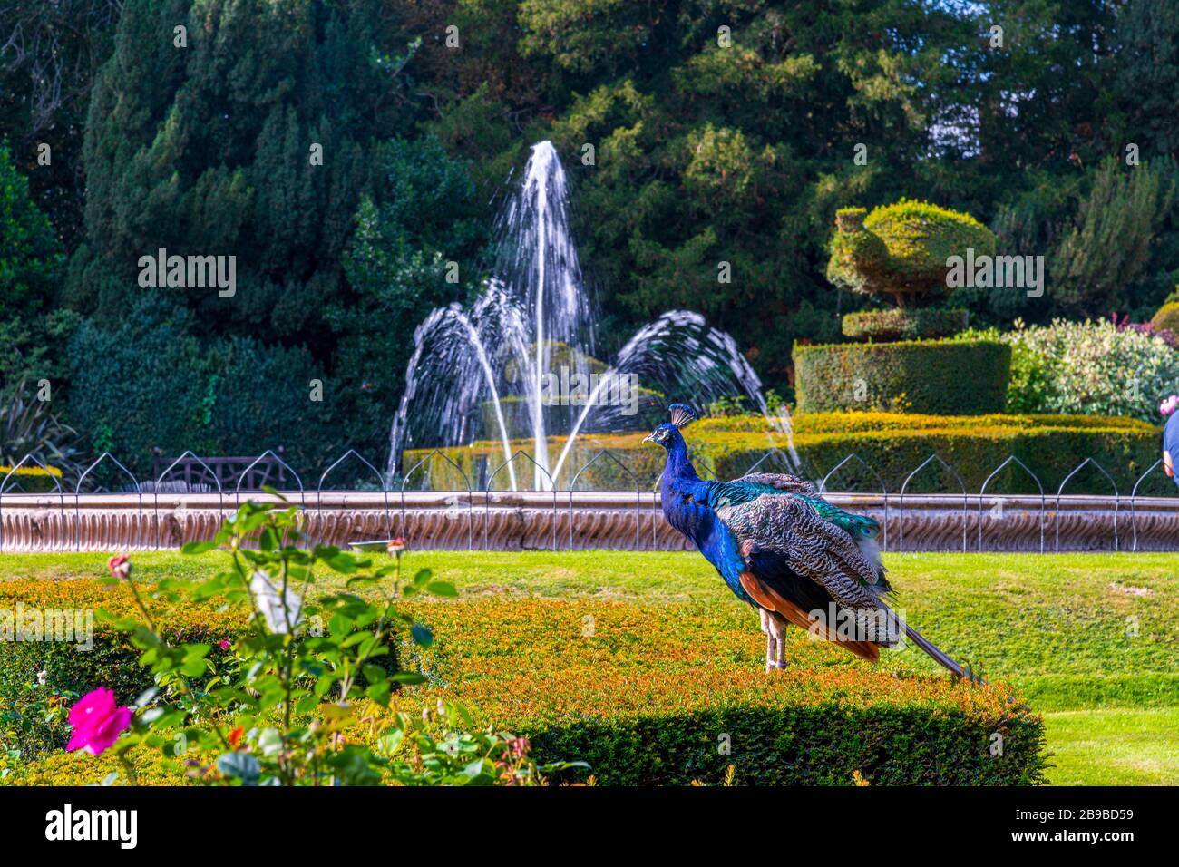 Peacock at warwick castle hi-res stock photography and images - Alamy