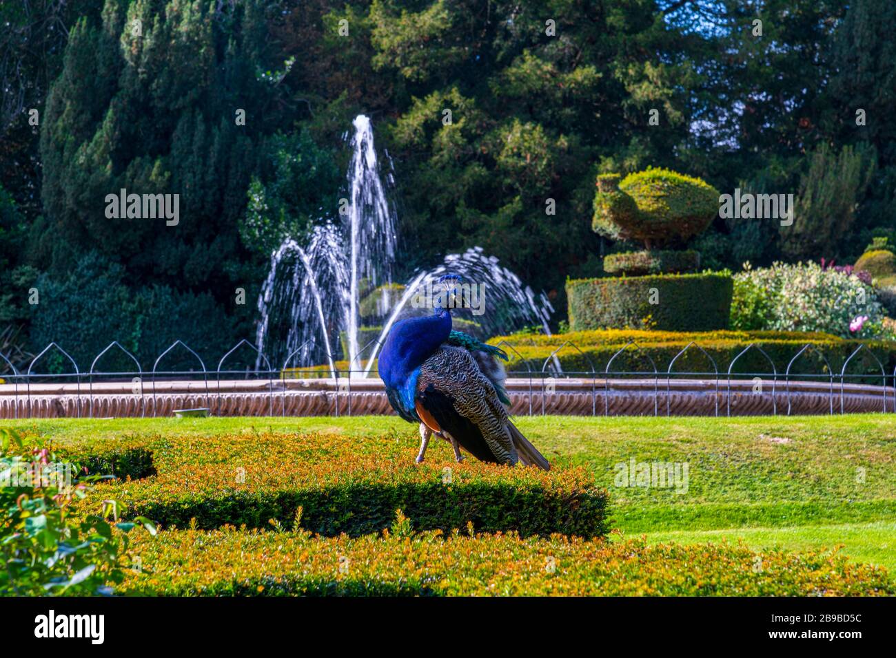 Blue Peacock Warwick Castle High Resolution Stock Photography and ...
