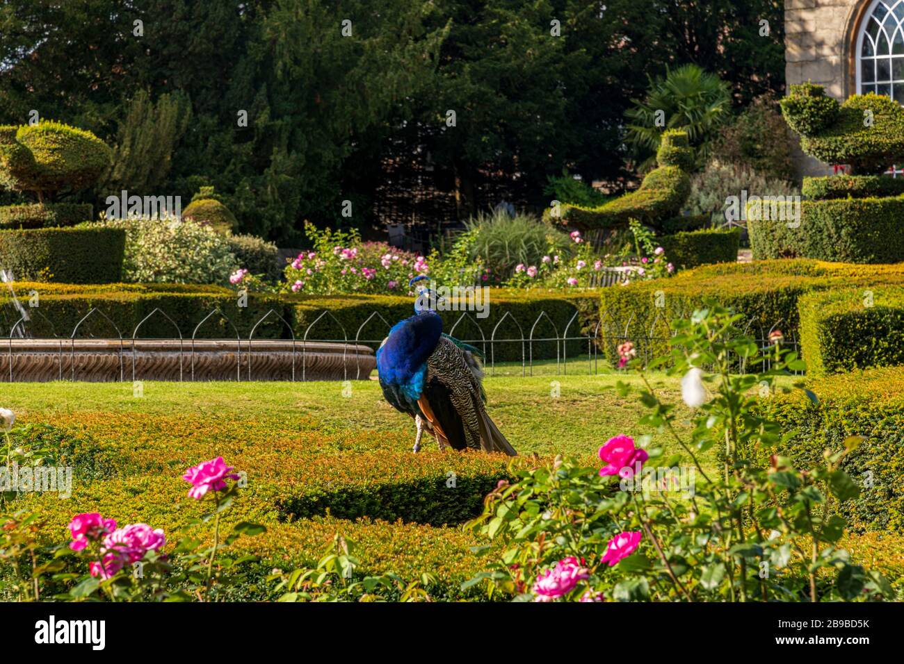 Blue Peacock Warwick Castle High Resolution Stock Photography and ...