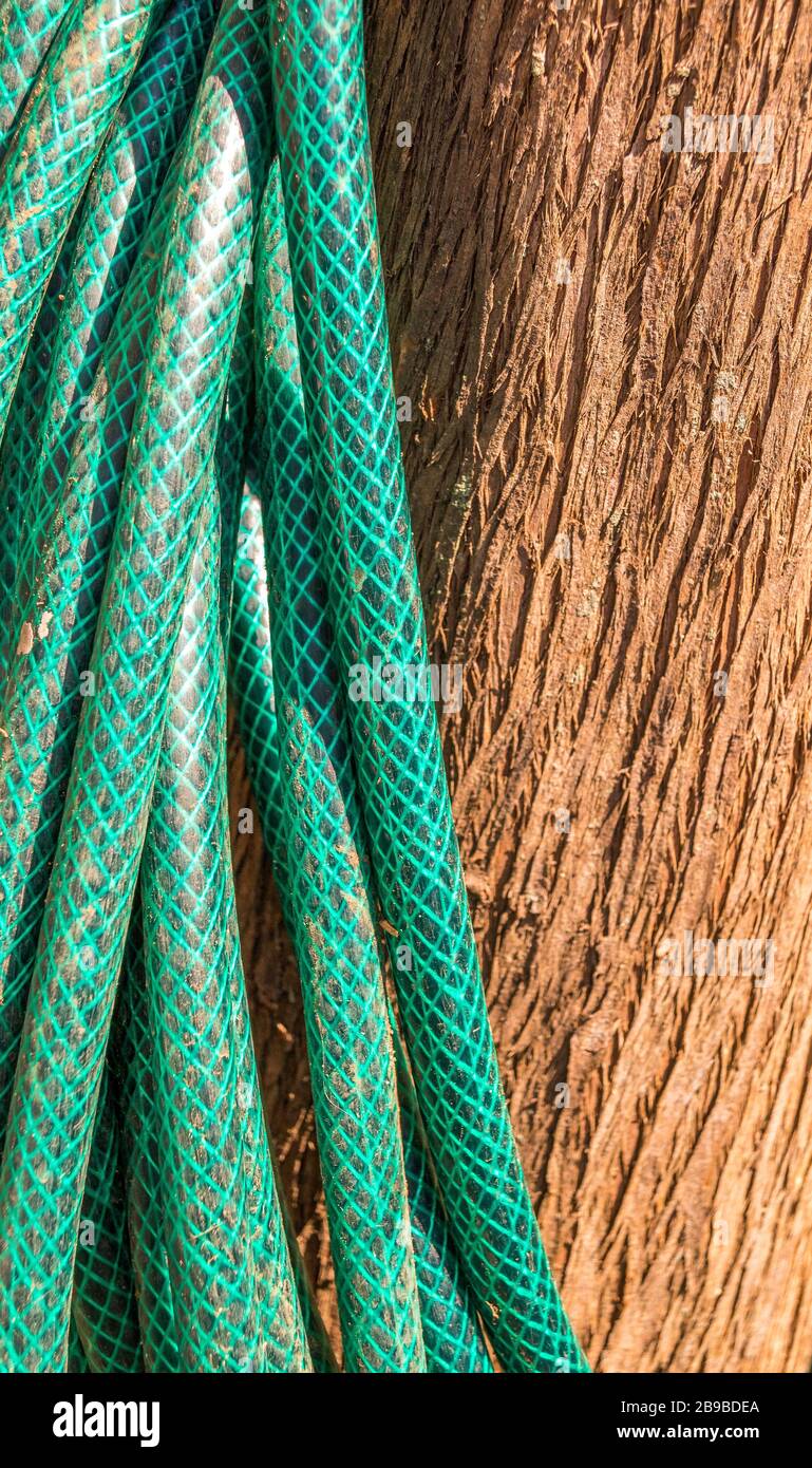 Closeup view of a nylon green rolled up garden hose hanging in a tree ...