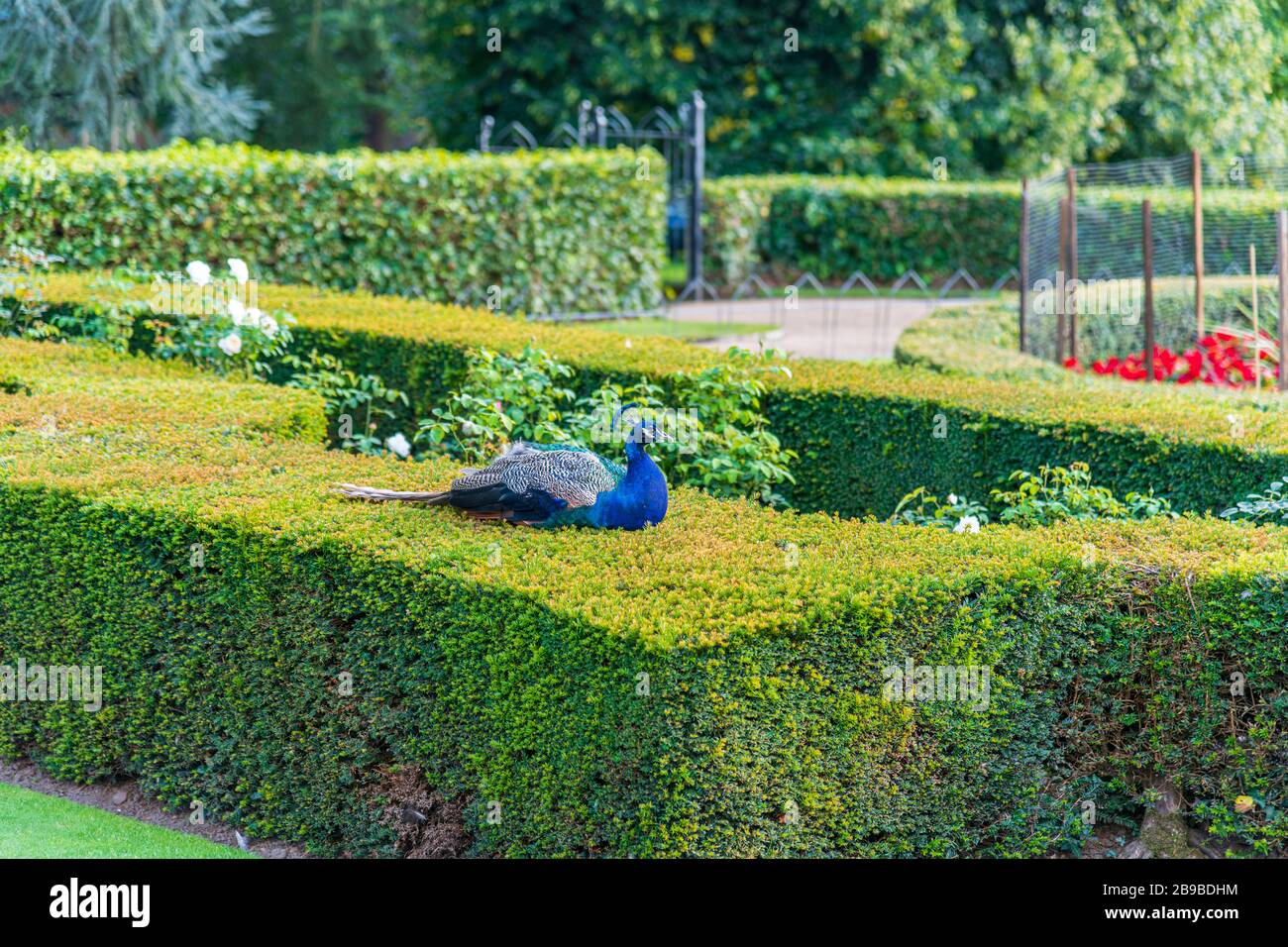 Blue peacock warwick castle hi-res stock photography and images - Alamy