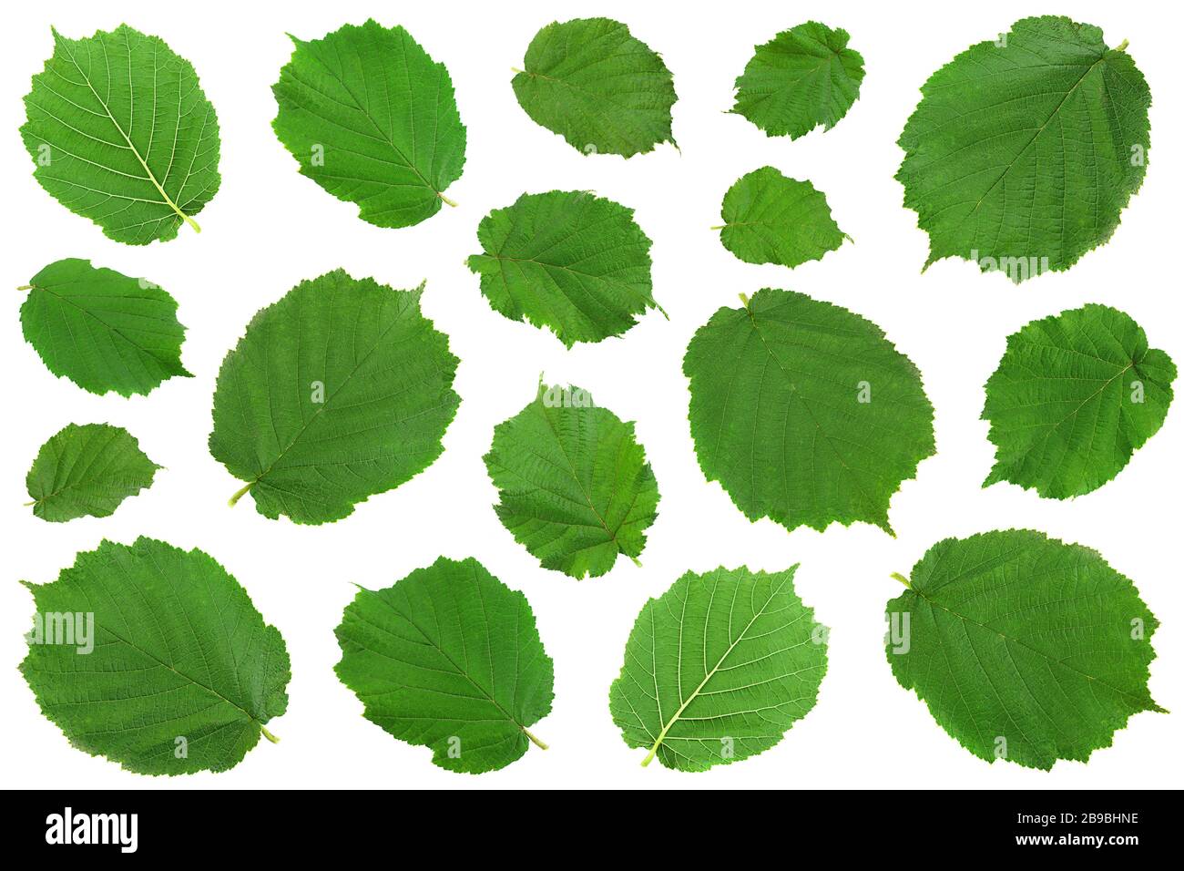 Hazelnut closeup leaf set isolated on white Stock Photo - Alamy