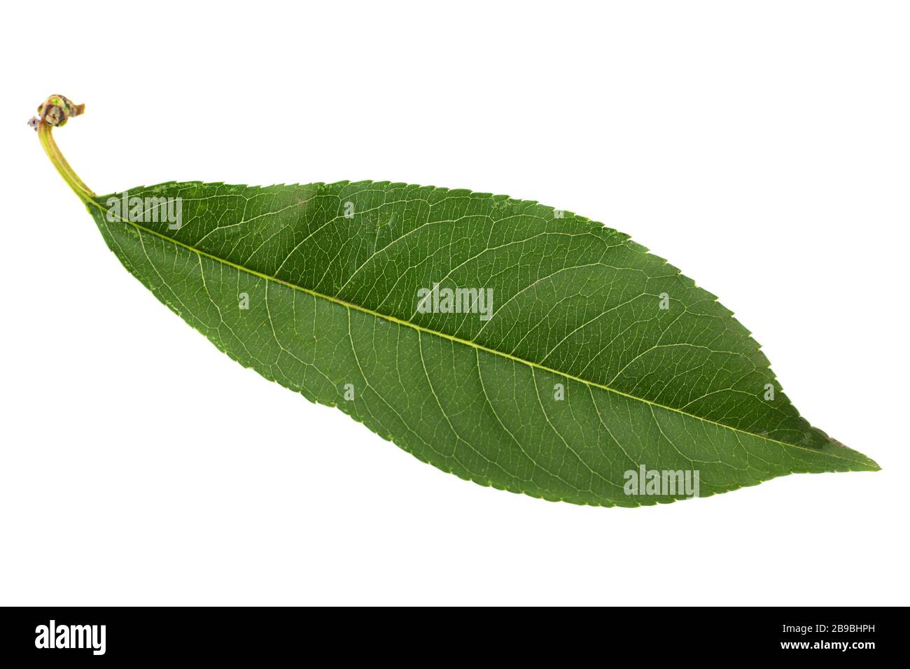 Nectarine fruit closeup leaf isolated on white background Stock Photo ...