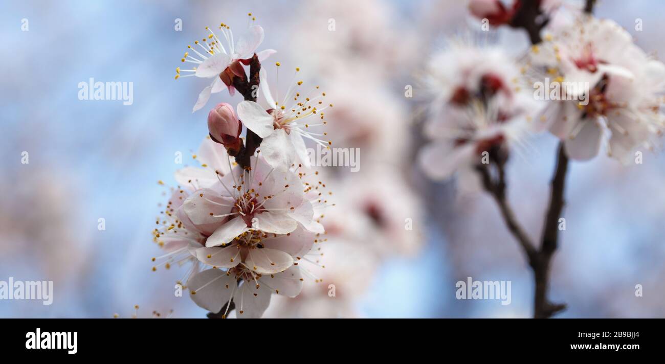 Spring flowers. Flowering apricot trees outdoors. Beautiful banner of ...