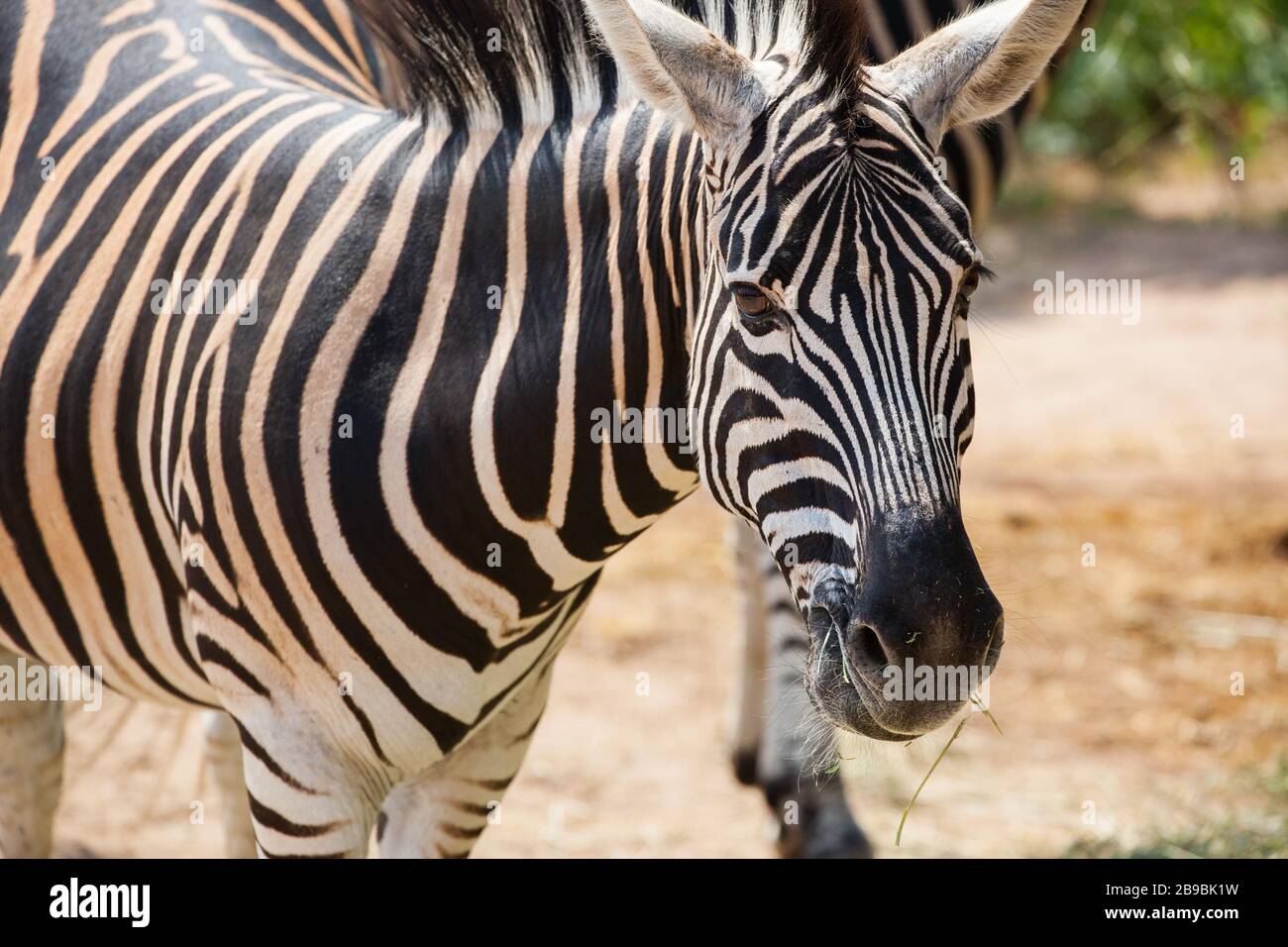 Zebra closeup of Face Stock Photo - Alamy