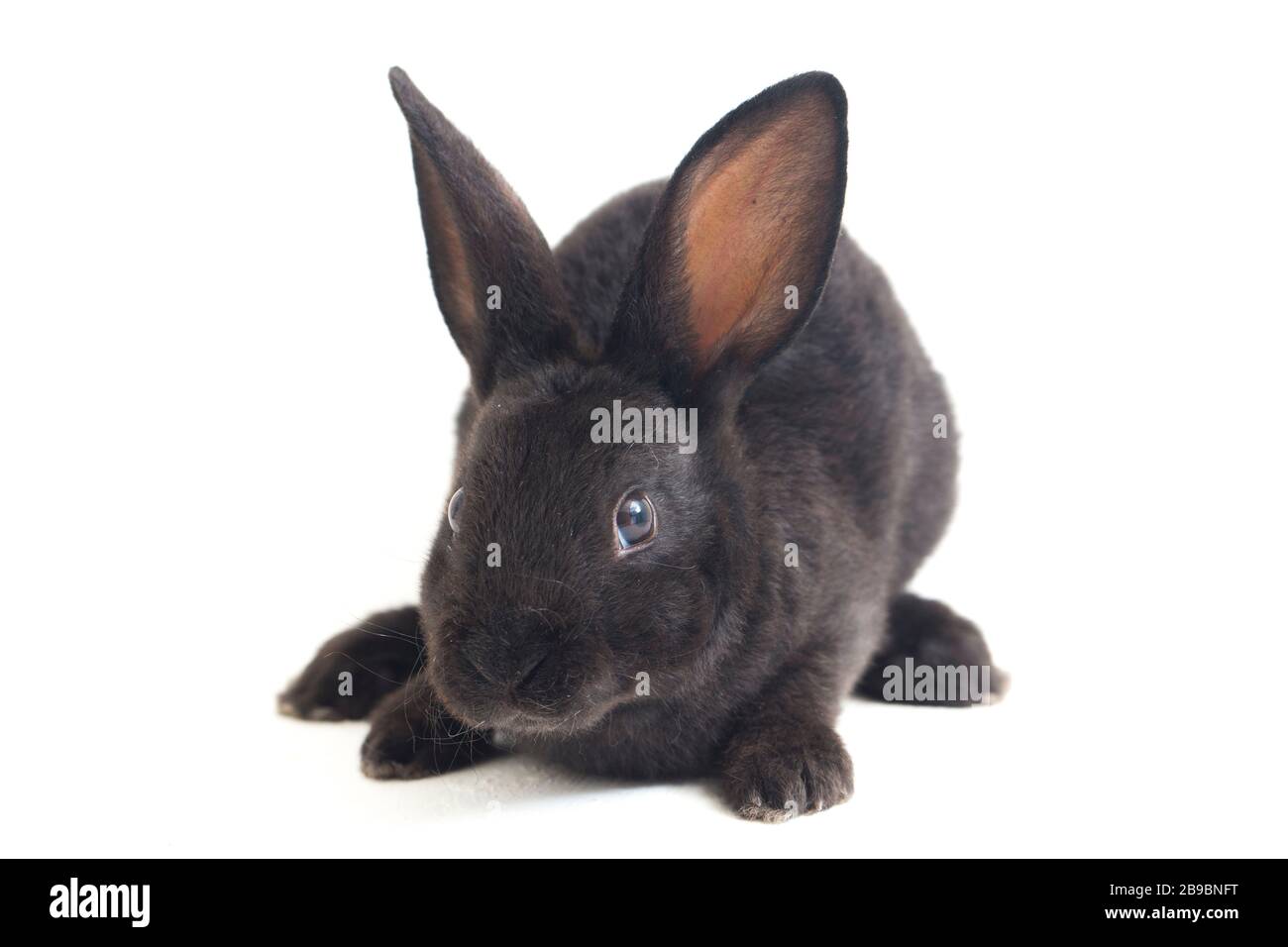 Cute little rex black rabbit isolated on white background Stock Photo ...