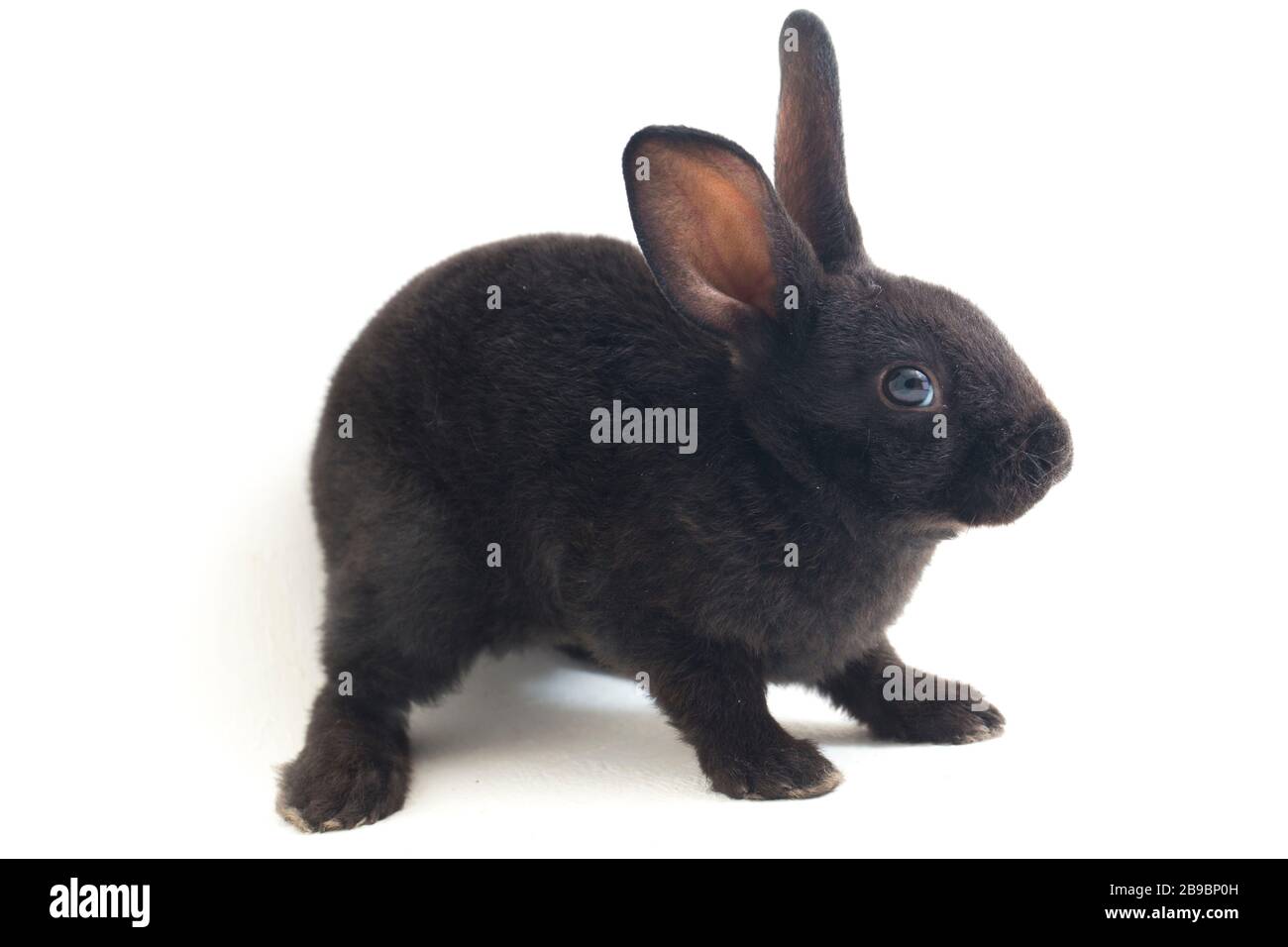 Cute little rex black rabbit isolated on white background Stock Photo ...