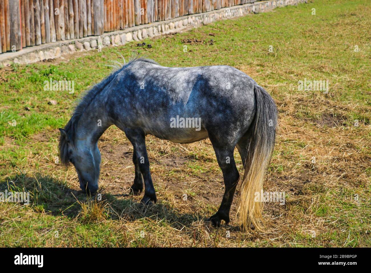 Young ponies walk in the meadow. Eating grass on a clear sunny day ...
