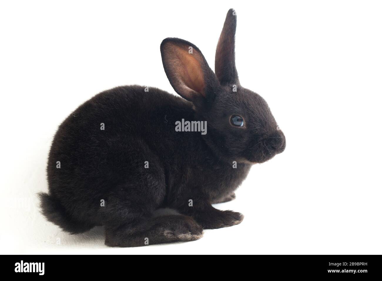 Cute little rex black rabbit isolated on white background Stock Photo ...