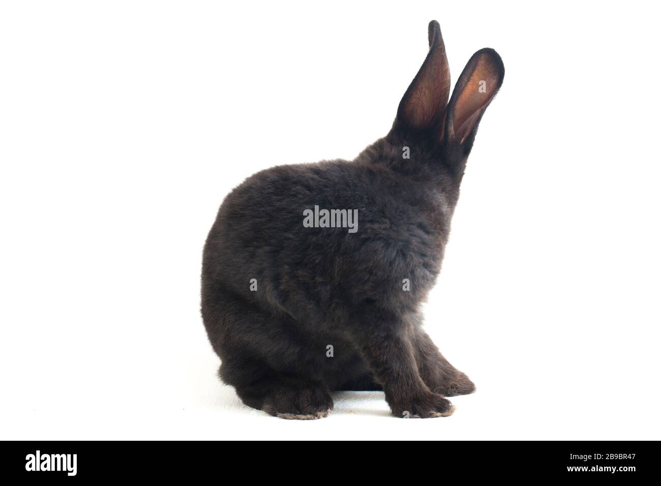 Cute little rex black rabbit isolated on white background Stock Photo ...