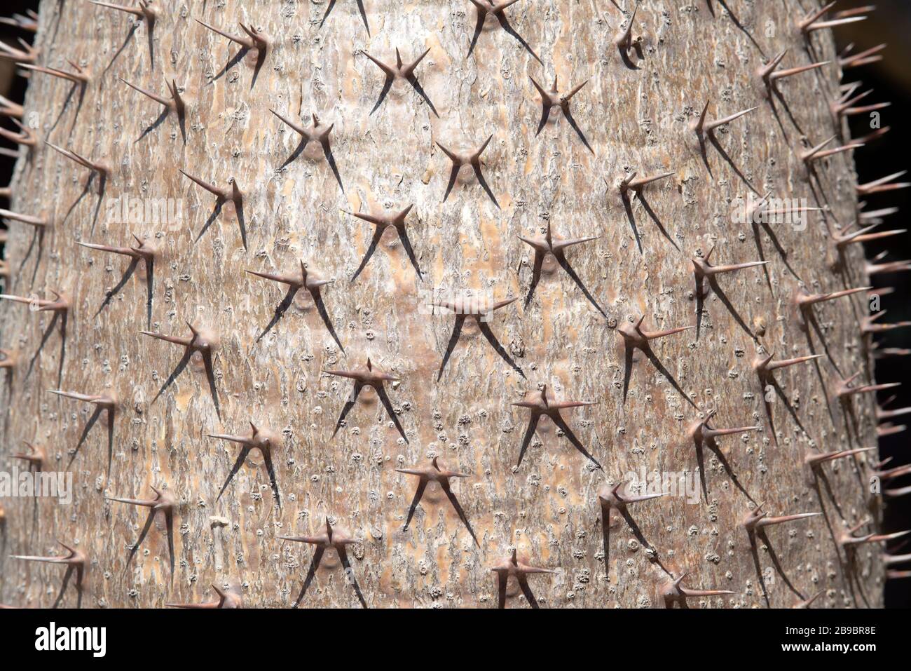 Close up thorn on Pachypodium Lamerei or Madagascar palm for texture ...