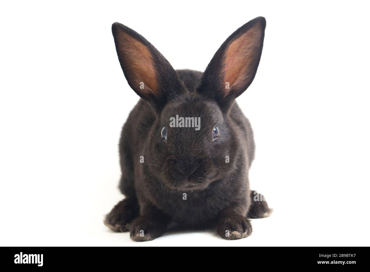 Cute little rex black rabbit isolated on white background Stock Photo ...