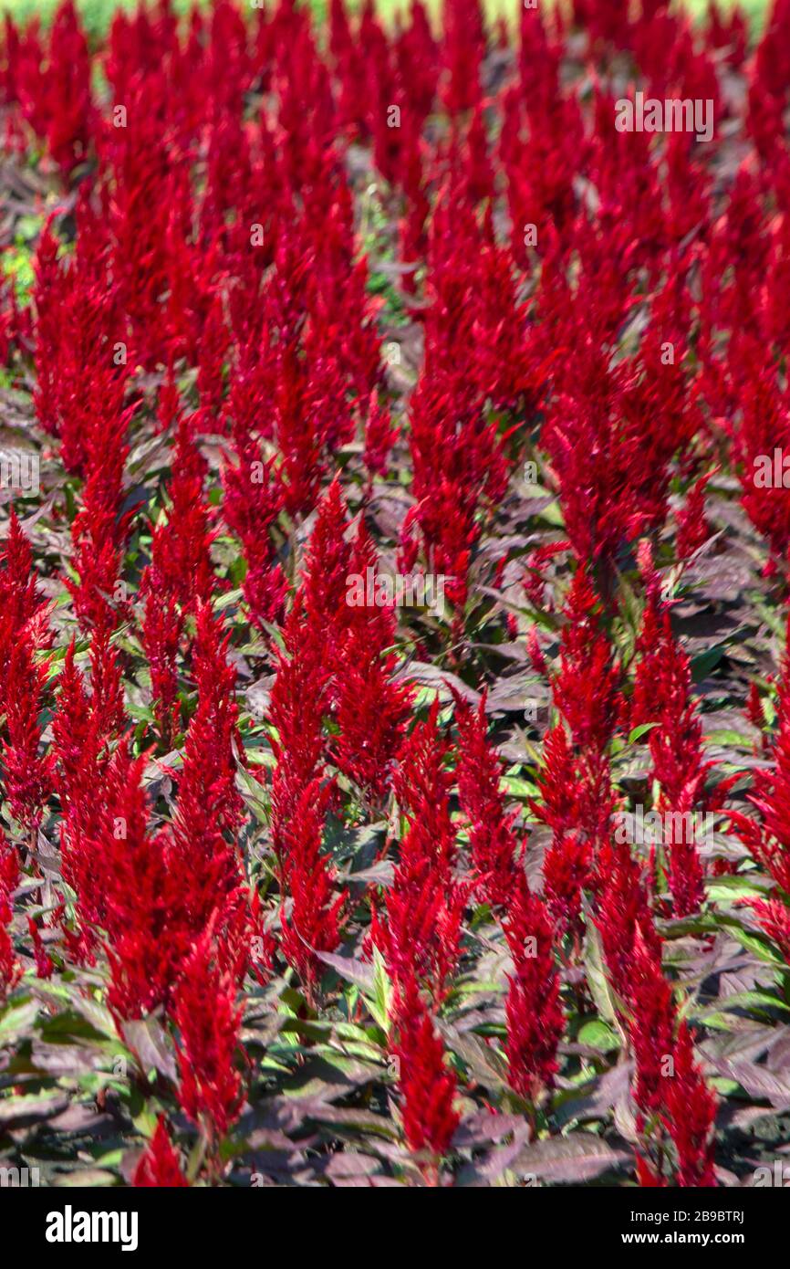 Varieties of colorful Celosia Plumosa flowers, commonly known as the ...