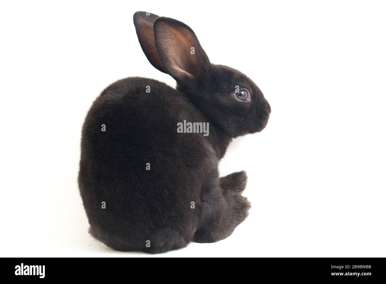 Cute little rex black rabbit isolated on white background Stock Photo ...
