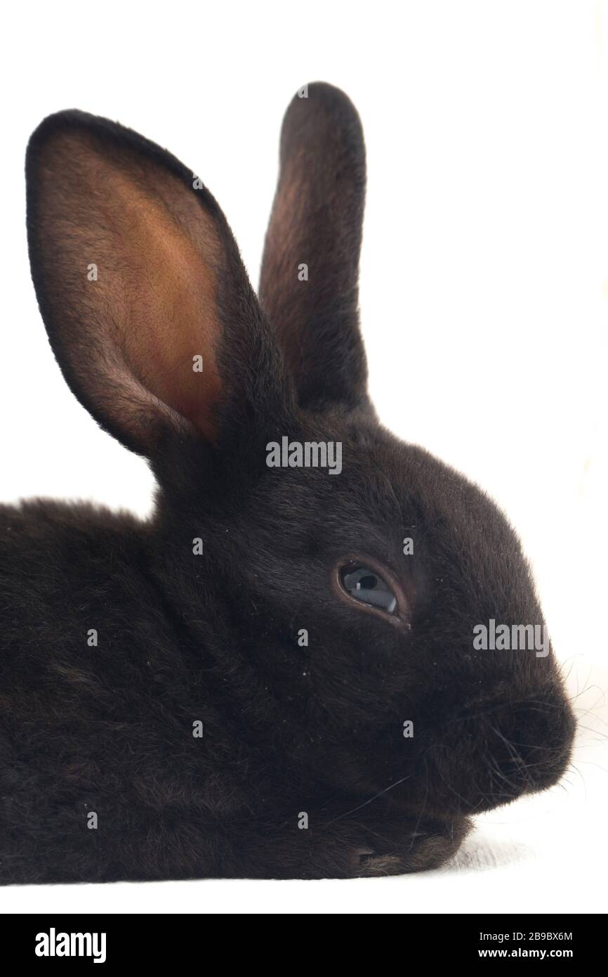 Cute little rex black rabbit isolated on white background Stock Photo ...